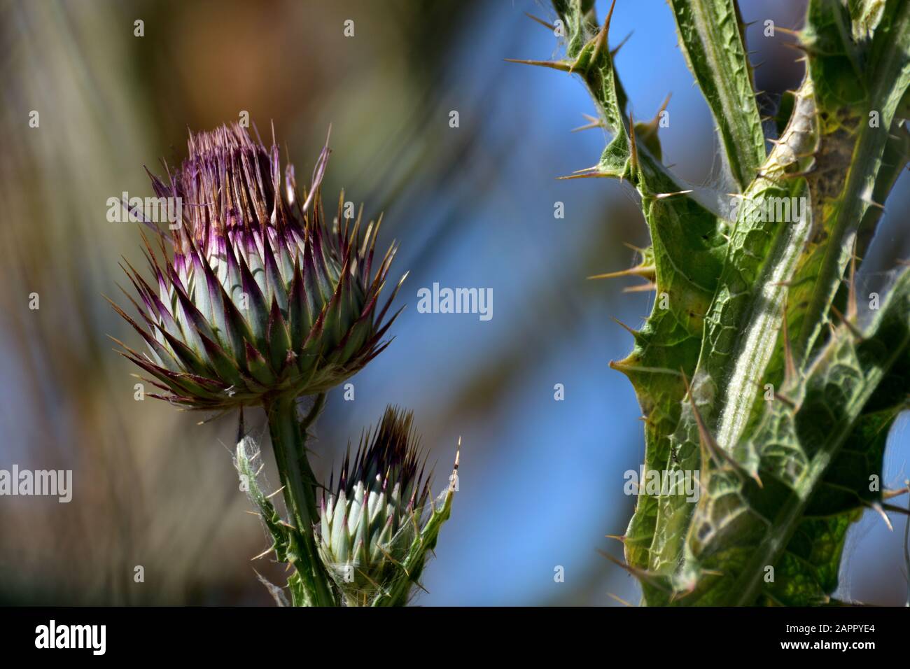 Pine thistle hi-res stock photography and images - Alamy