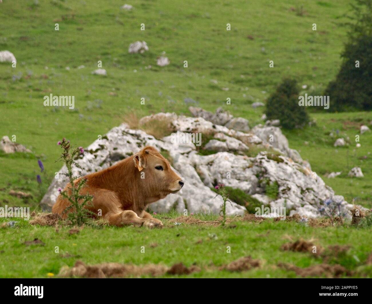 Little cow hi-res stock photography and images - Alamy