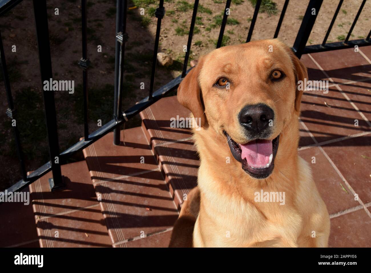 Golden retriever dog face tongue hi-res stock photography and images ...