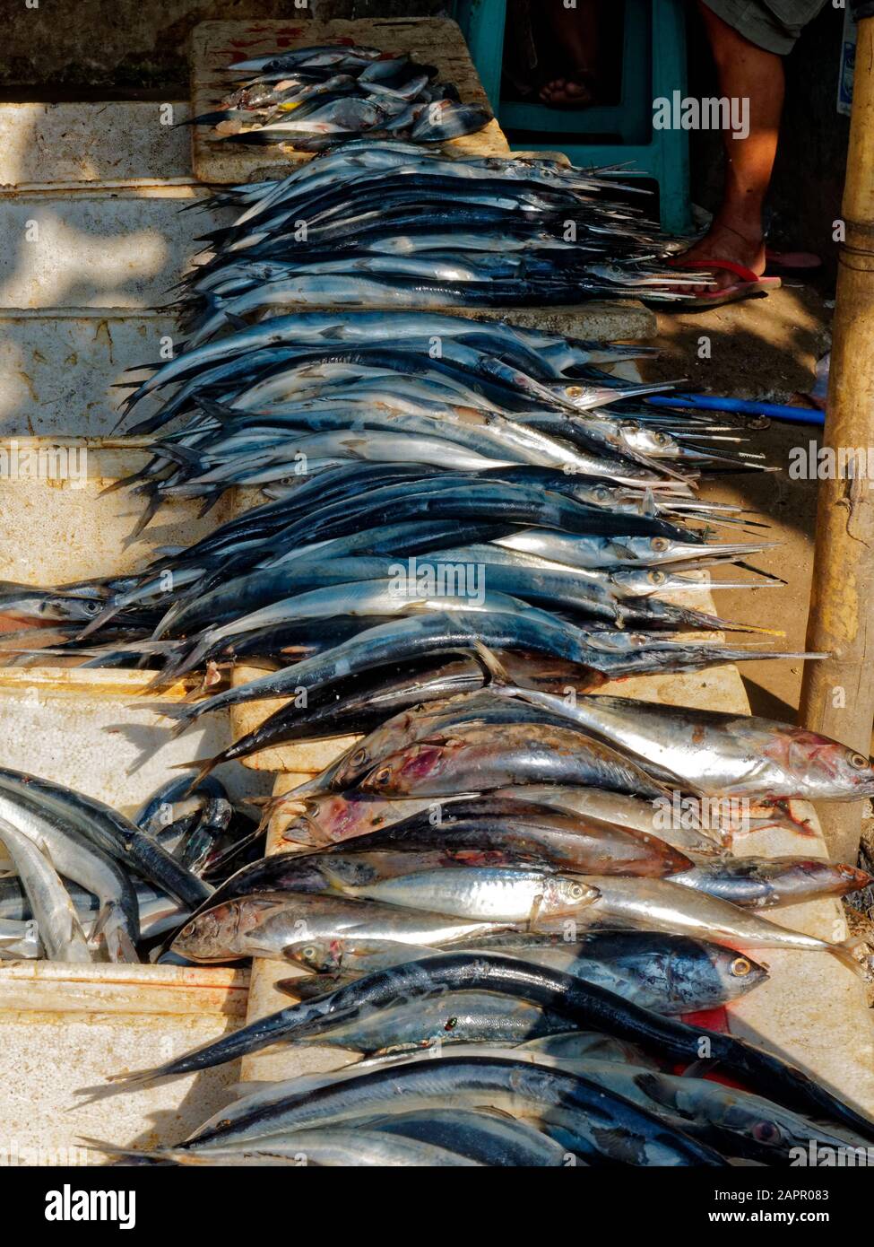 Todak fish hi-res stock photography and images - Alamy