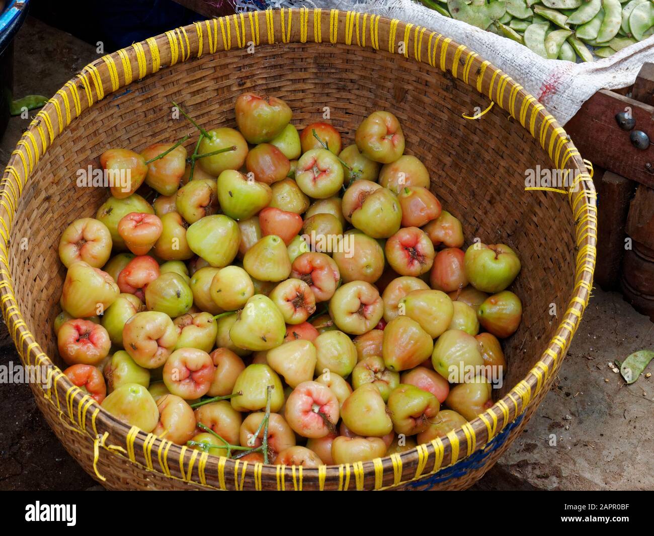 Wax apple, Lombok island, Indonesia, Asia Stock Photo - Alamy