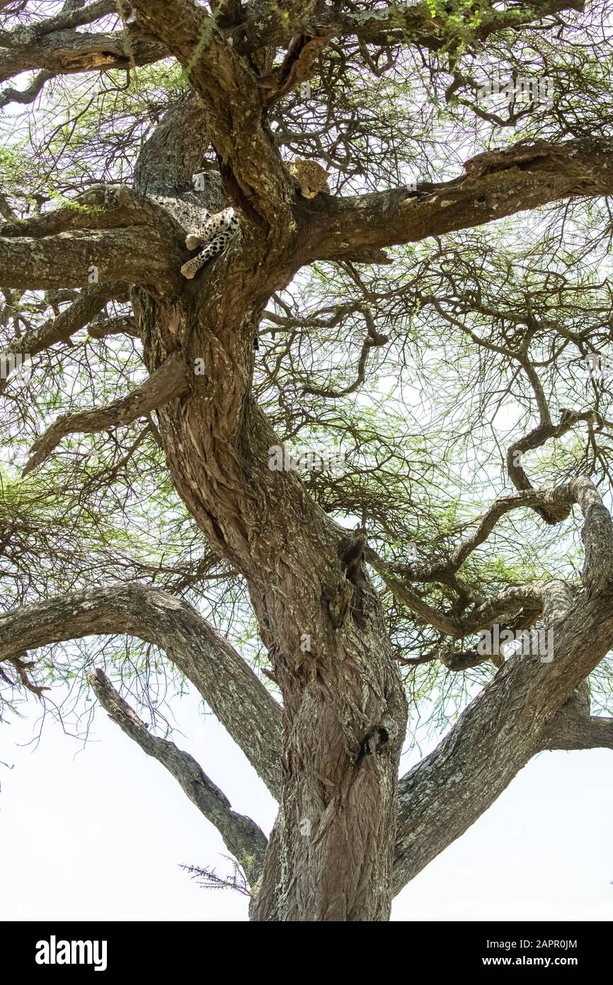 Big wild leopard sleeping on a tree in Africa, beautiful foliage Stock ...