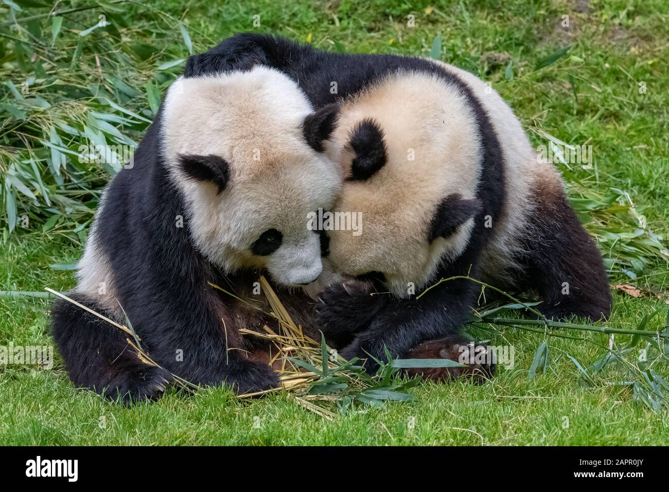 Panda Hug High Resolution Stock Photography and Images - Alamy