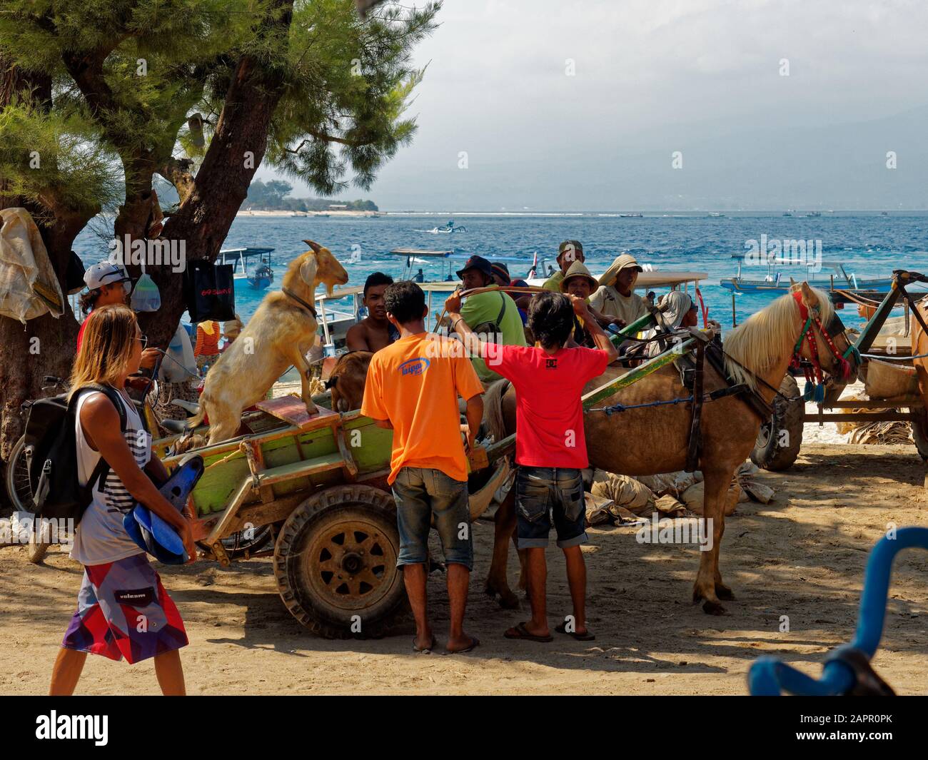 Cidomo horse hi-res stock photography and images - Alamy