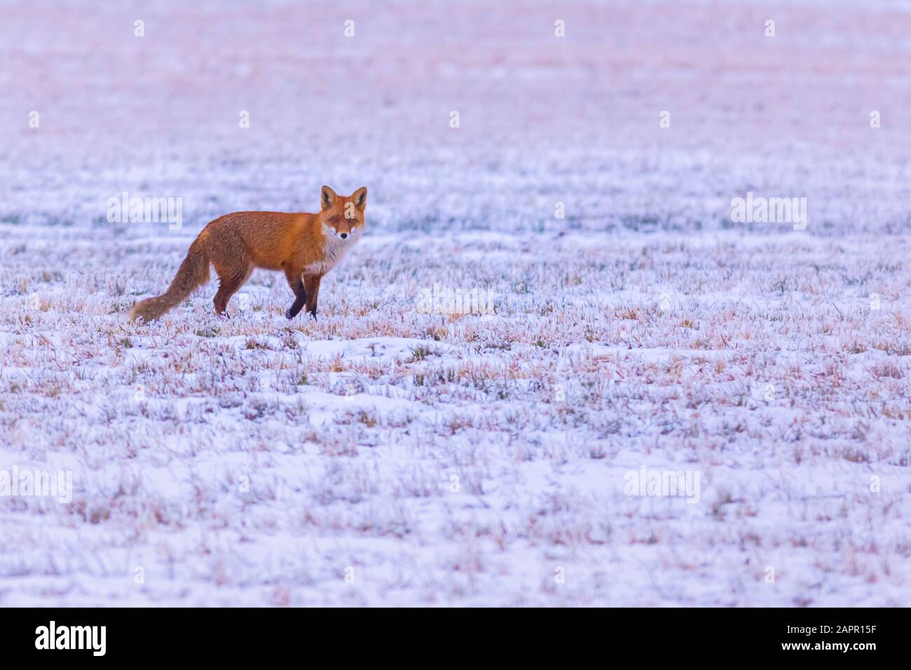 The red fox in the snowy field Stock Photo - Alamy