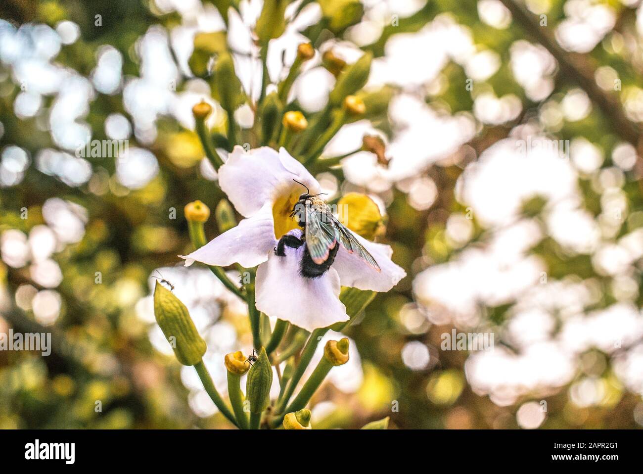 Insect of bali hi-res stock photography and images - Alamy