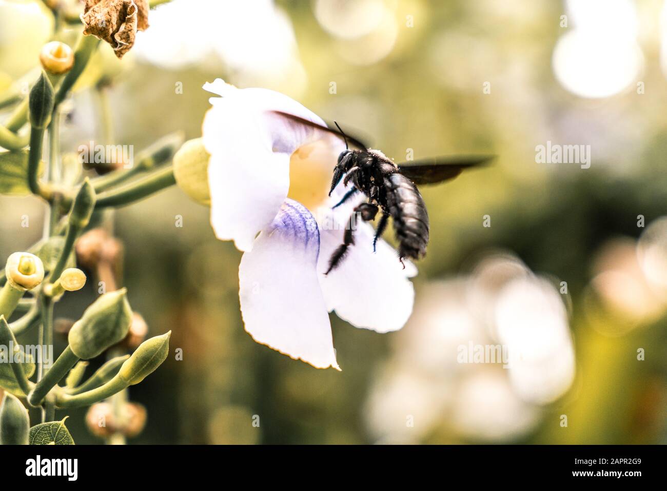 Insect flying in flower Bali, Indonesia Stock Photo - Alamy