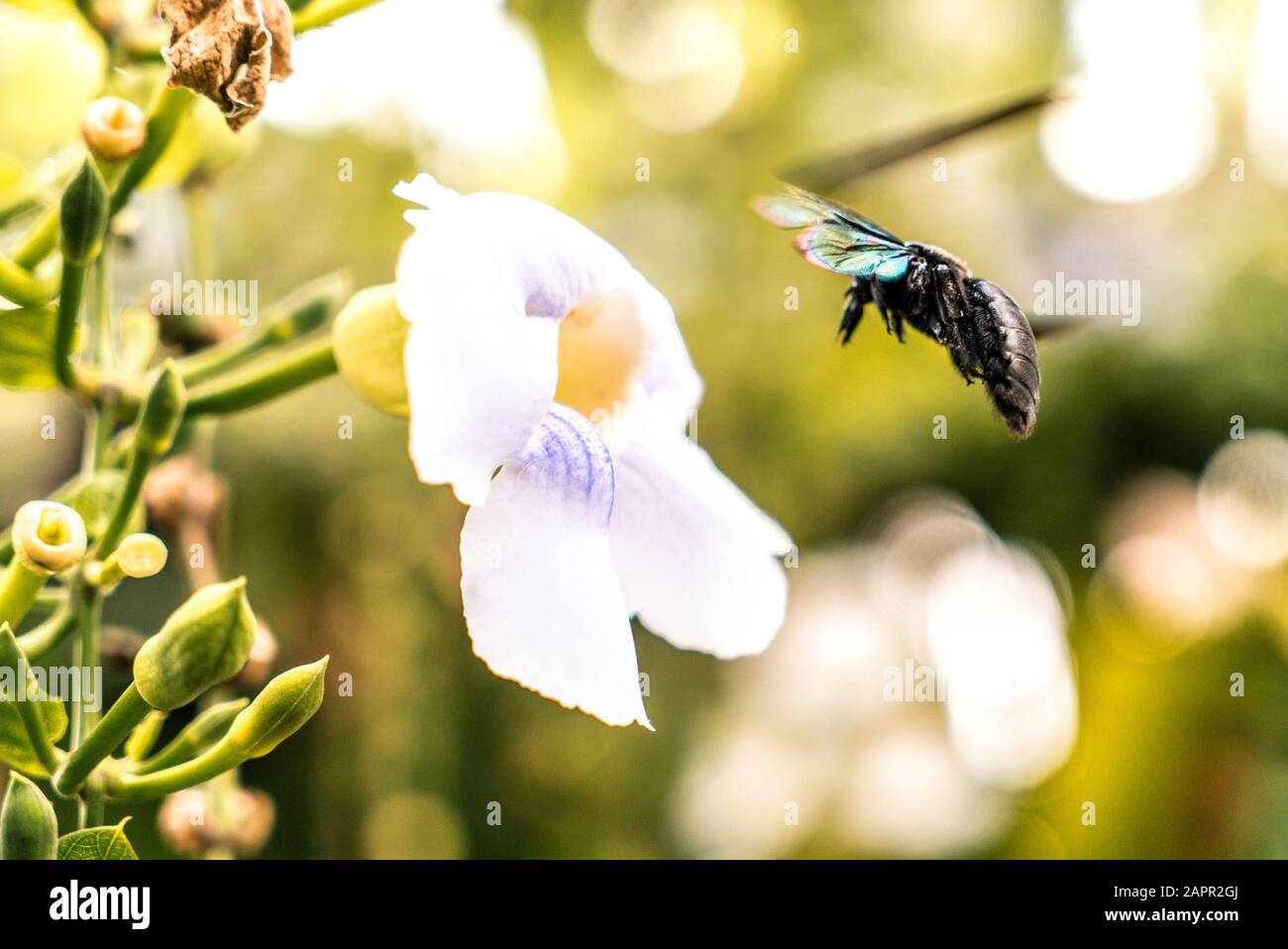 Insect of bali hi-res stock photography and images - Alamy