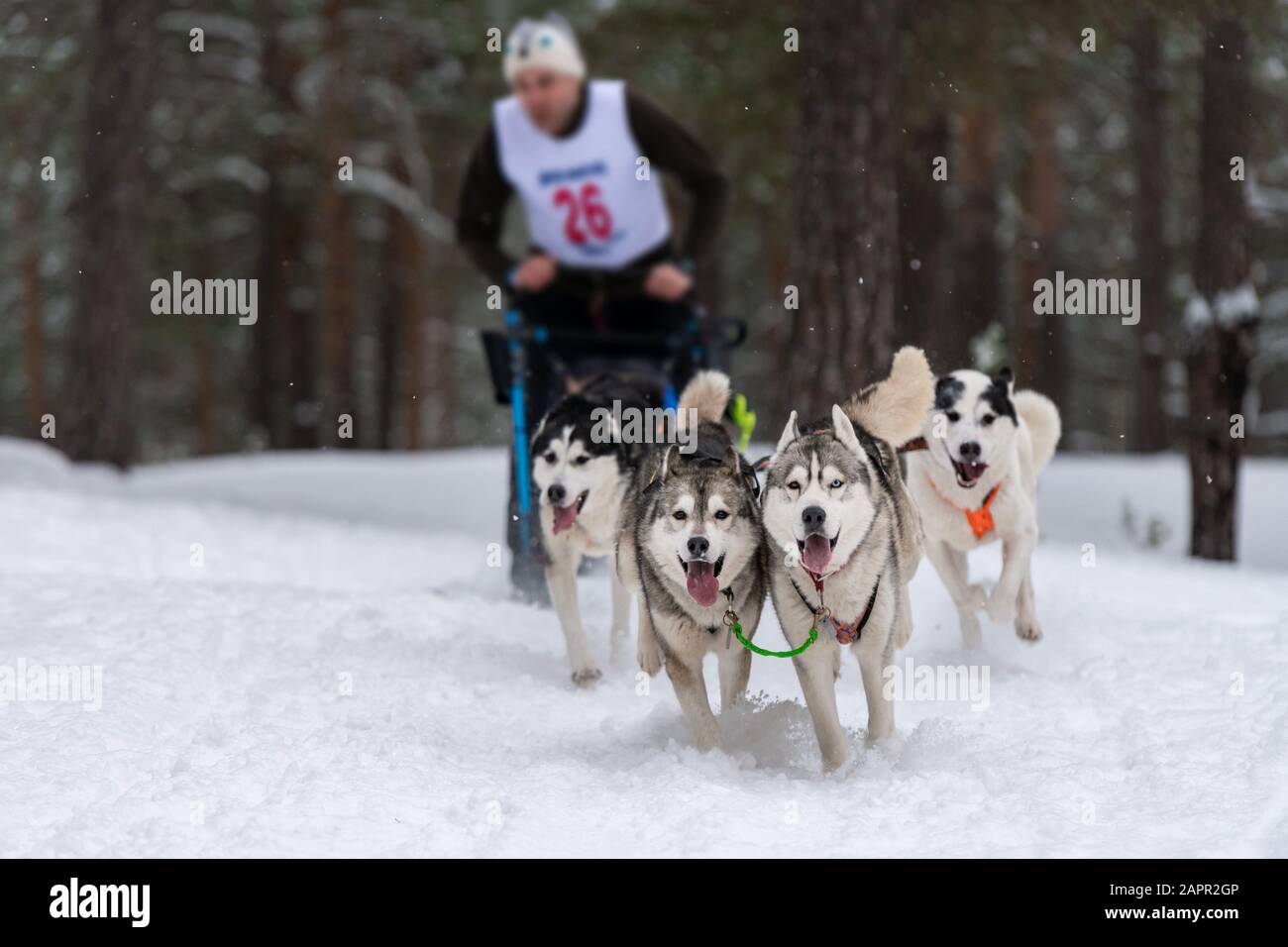 Sled dog racing. Husky sled dogs team pull a sled with dog driver ...
