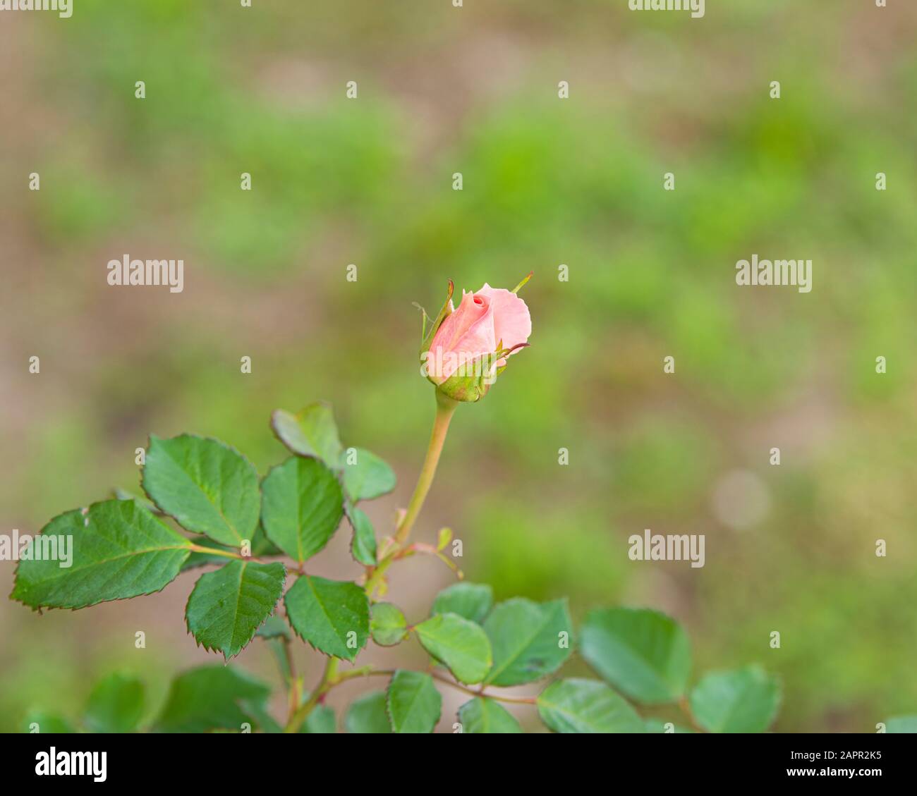 A single pink rose bud still on the bush Stock Photo - Alamy