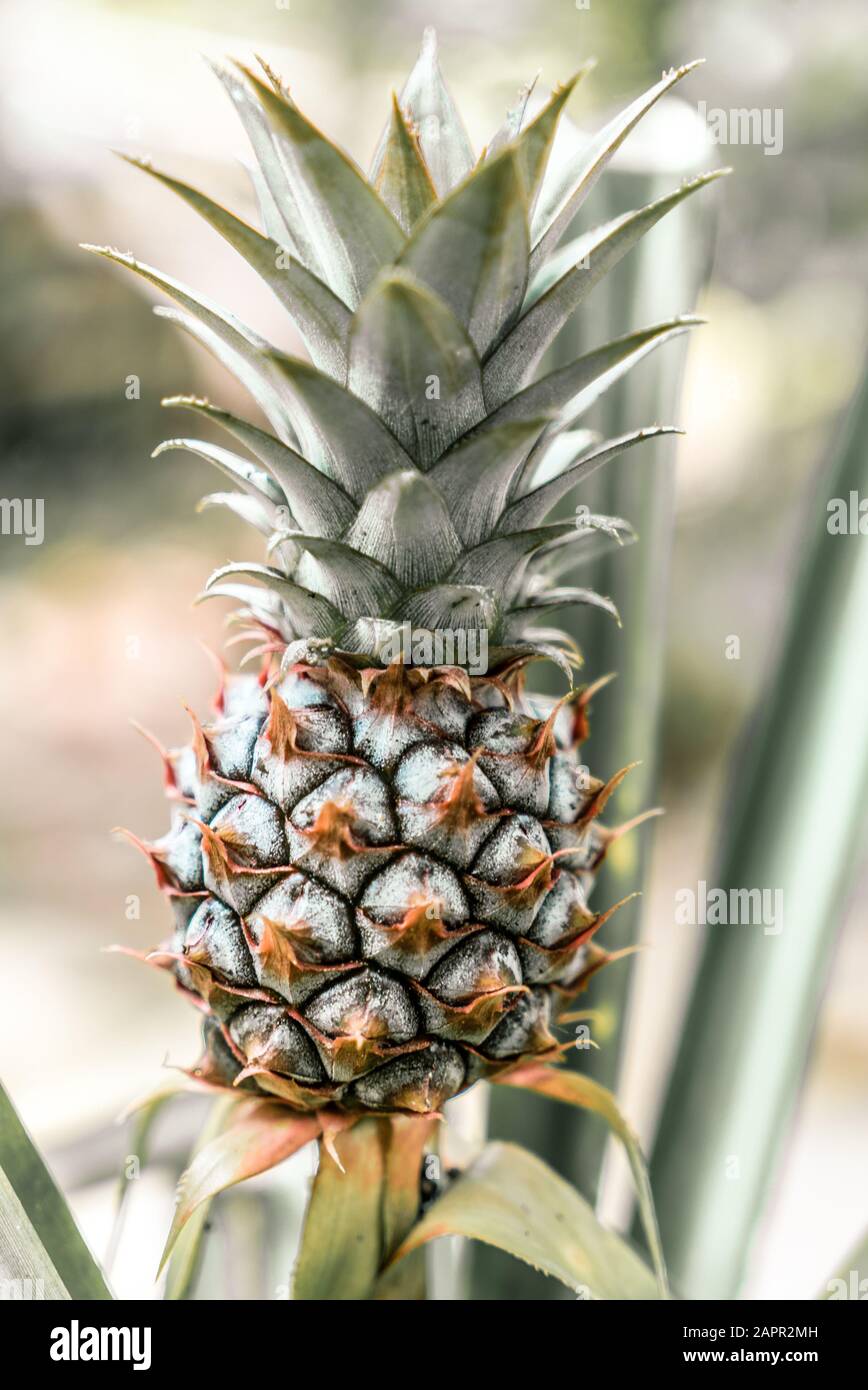 Little Pineapple from Bali Stock Photo - Alamy