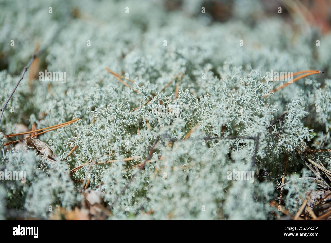 Lichen Cladonia rangiferina. Reindeer grey lichen. Beautiful light ...