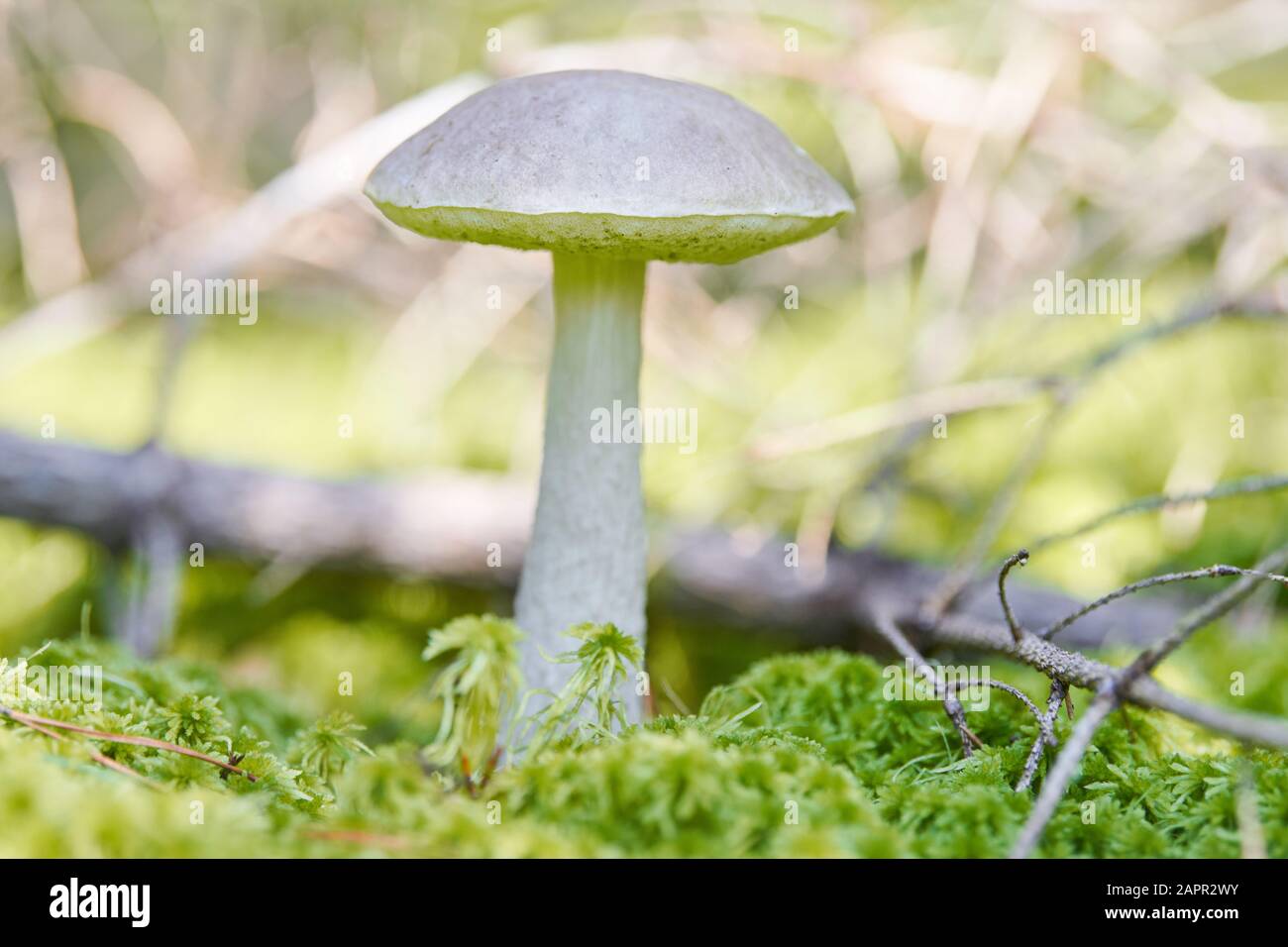 Birch mushroom. Edible fungus growing in moss. White ghost bog bolete ...