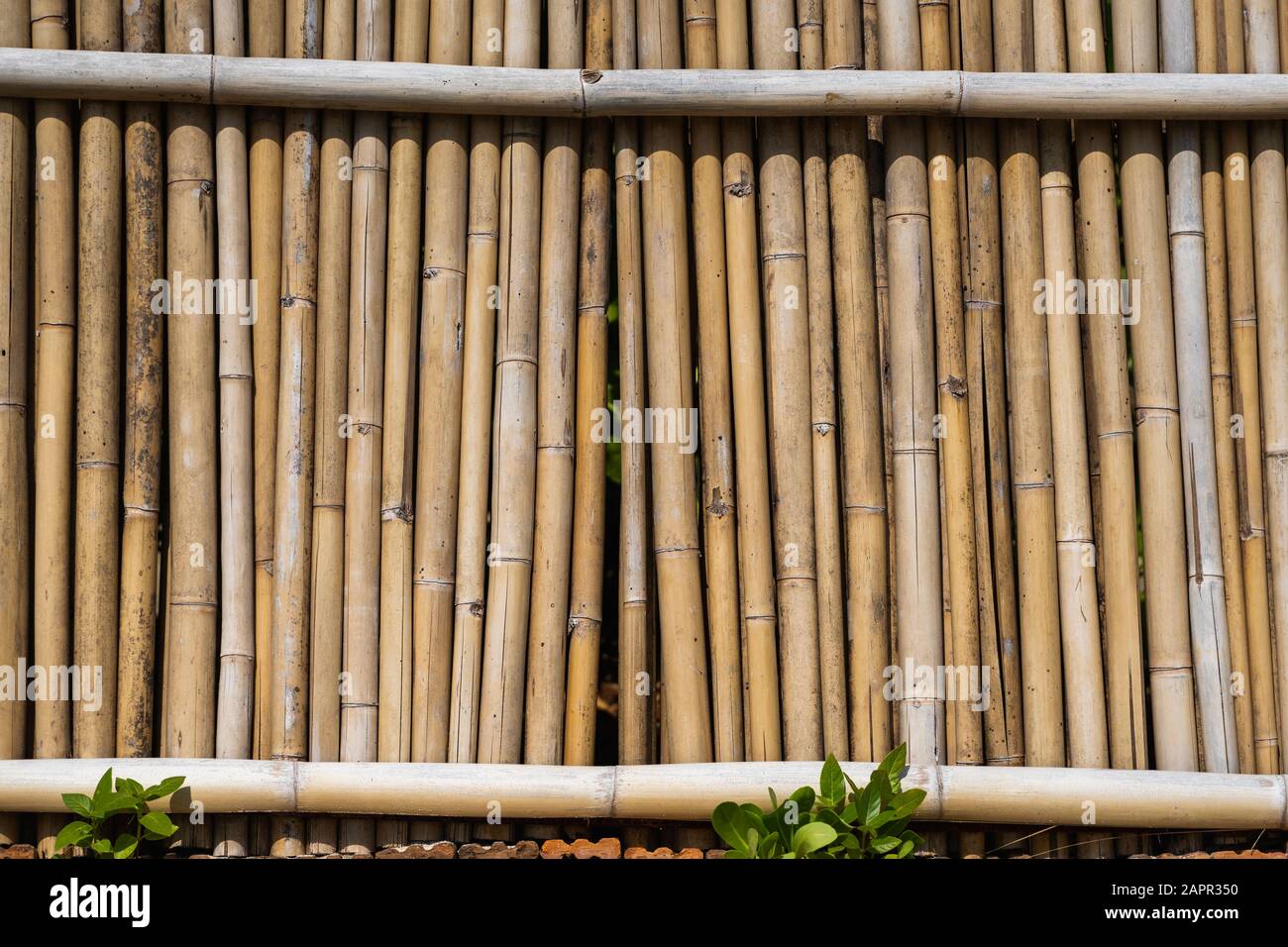Dry bamboo fence texture or background. Eco natural background concept ...
