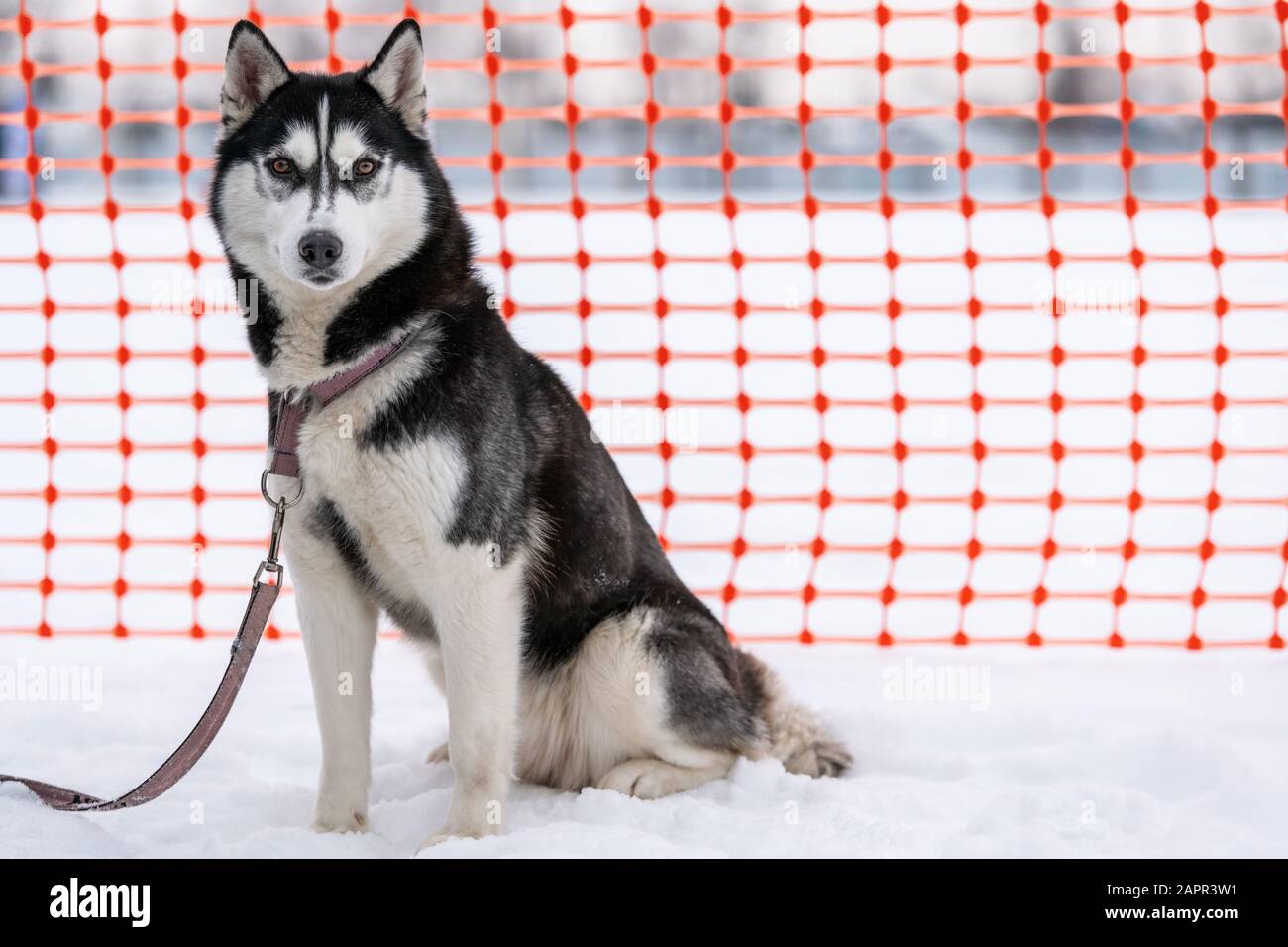 Siberian Husky dog on leash, waiting for sled dog race, orange track ...