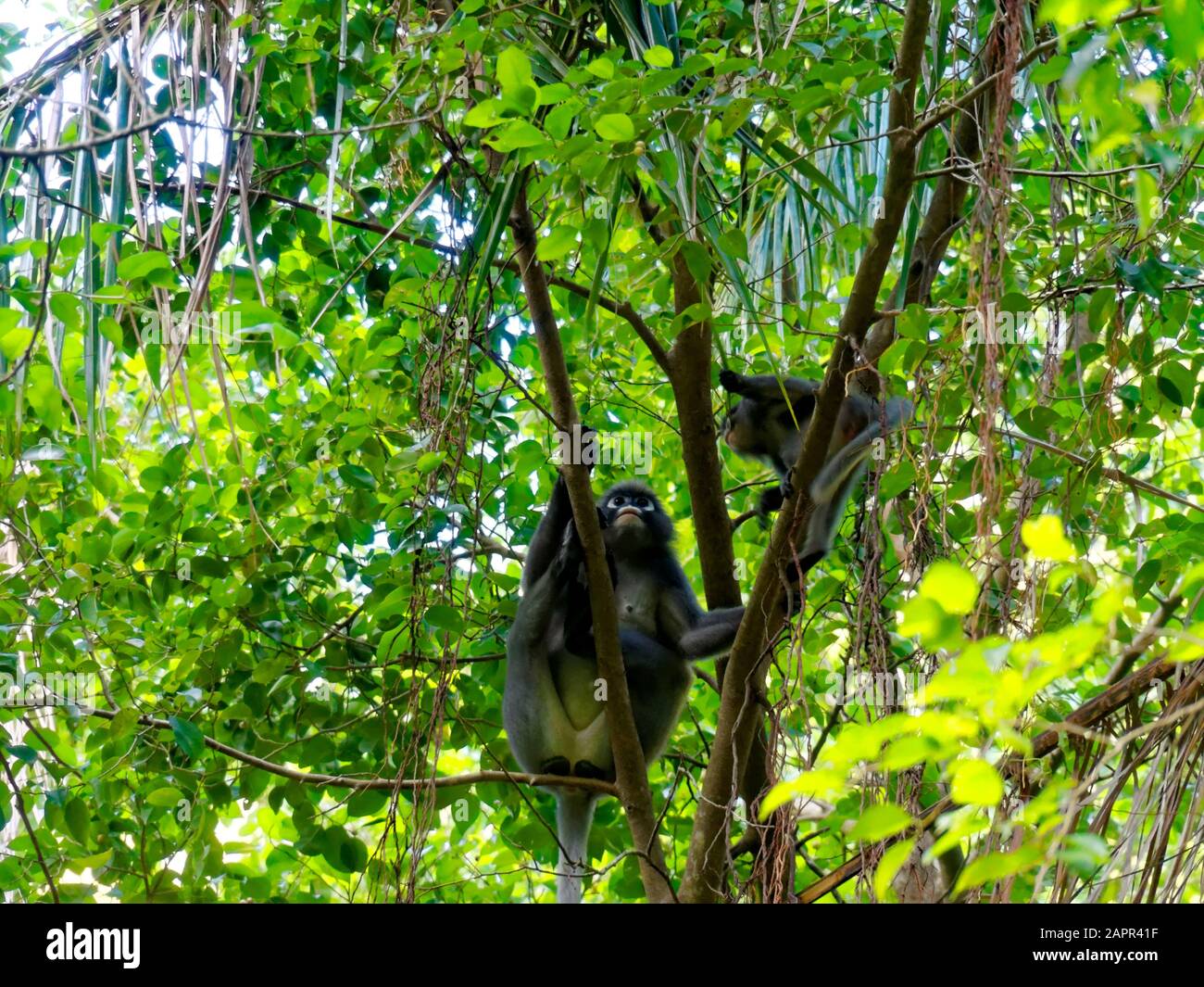 Dusky leaf monkey asia hi-res stock photography and images - Alamy