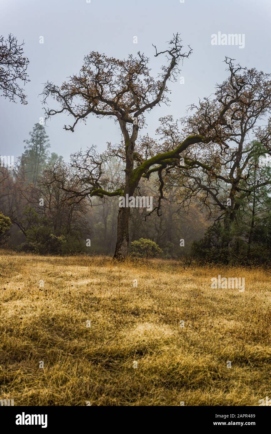 Creepy oak tree in a field with fall colors Stock Photo - Alamy