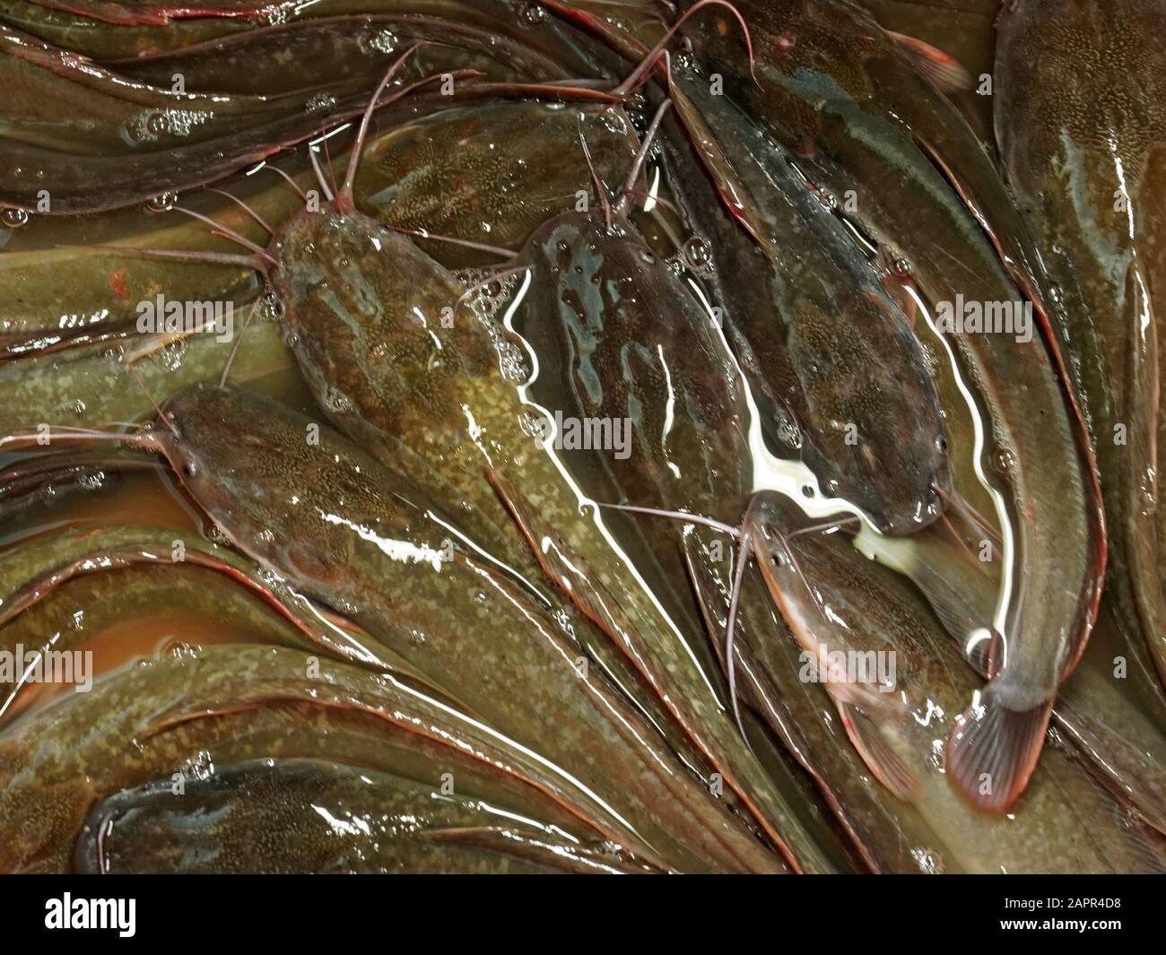 Live catfish, Market, Chiang Mai, Thailand, Asia Stock Photo - Alamy