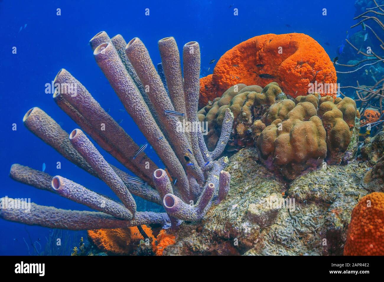 Cylindrical coral structure hi-res stock photography and images - Alamy