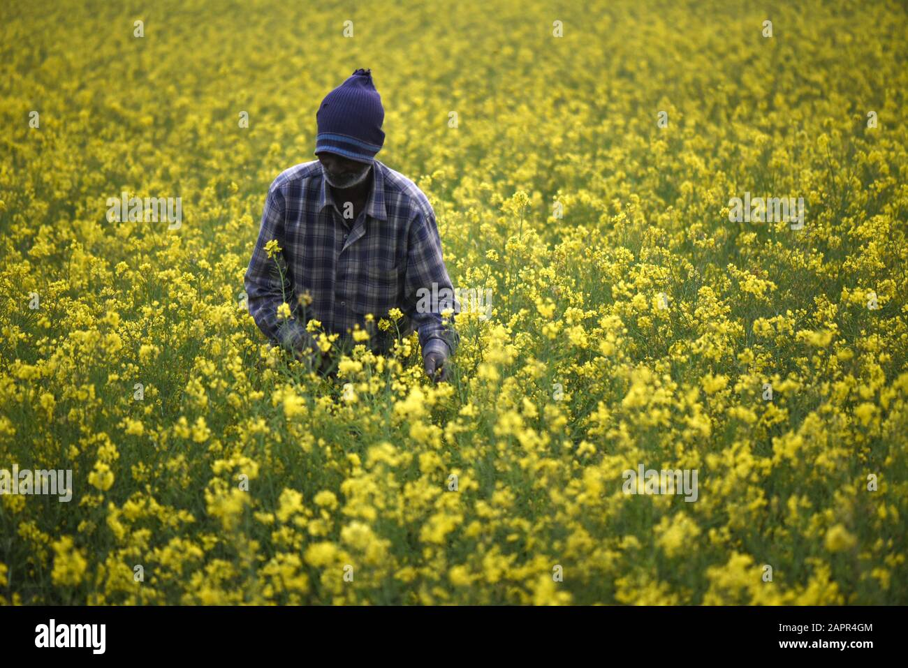 Barpeta, Assam, India. 24th Jan, 2020. A farmer working in his mustard ...