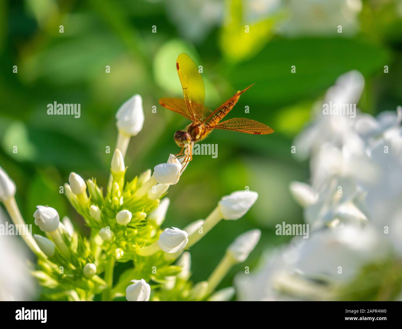 Dragonfly is an insect belonging to the order Odonata, infraorder ...