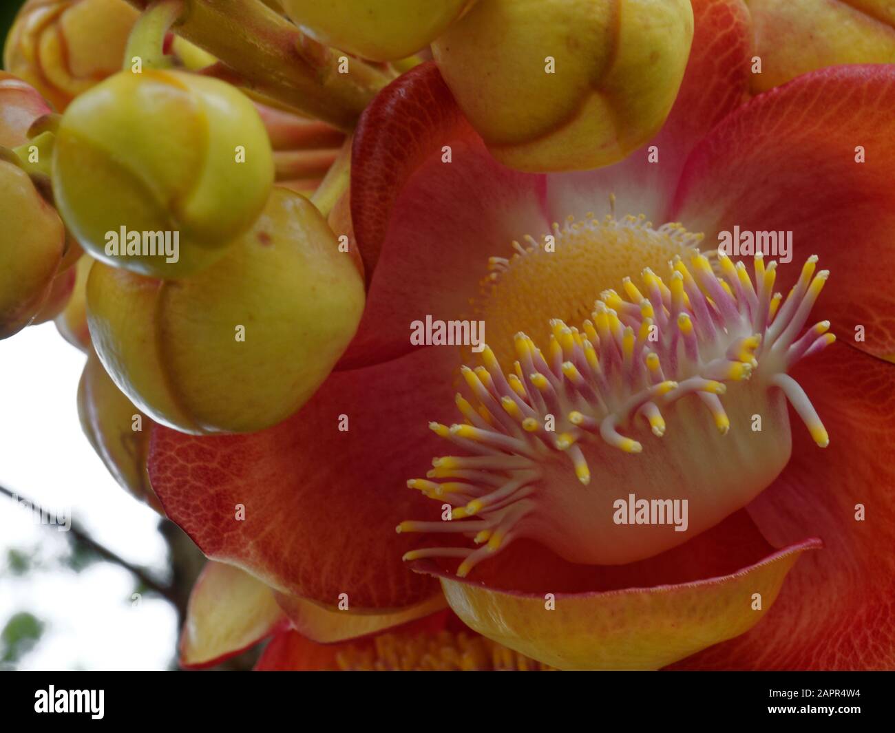 Lecythidaceae High Resolution Stock Photography and Images - Alamy