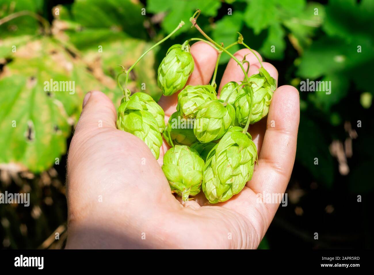 Green fresh hop cones for making beer, close up. Produce of hops Stock ...