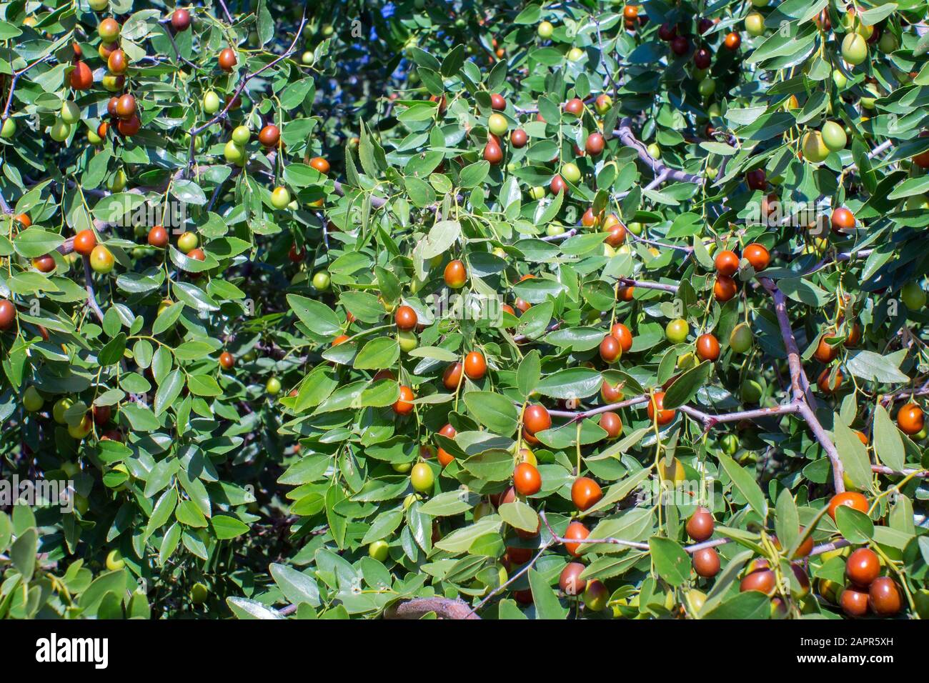 Jujube in the process. Exotic fruit. Chinese date. Fruits and leaves of ...