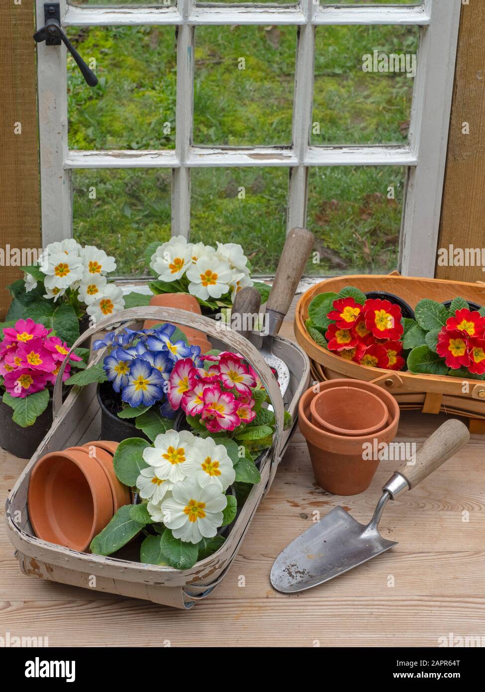 Polyanthus flowers ready for planting out in the potting shed Stock ...
