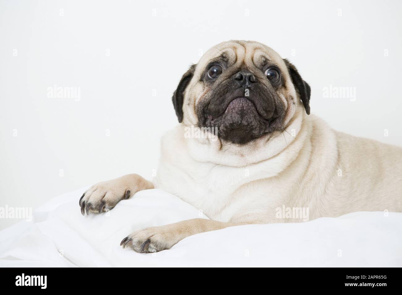 Pug mark hi-res stock photography and images - Alamy
