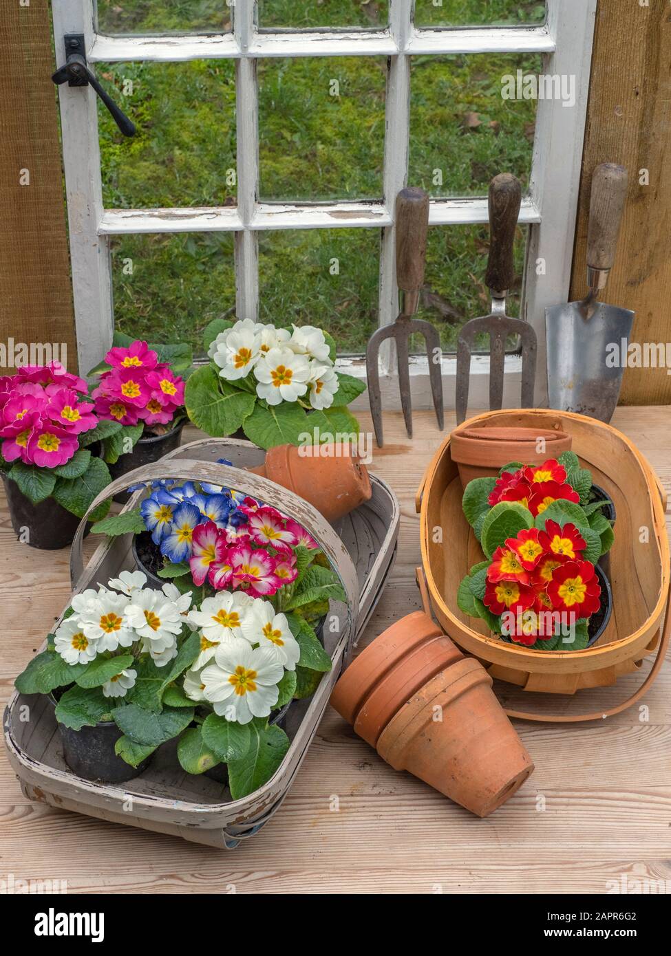 Polyanthus flowers ready for planting out in the potting shed Stock ...