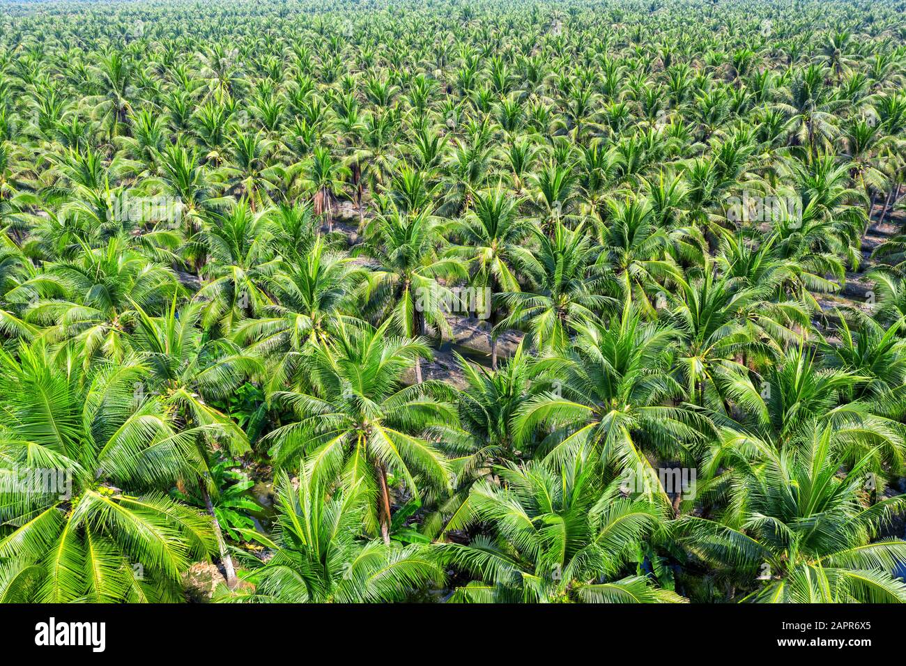 Aerial view of Coconut palm trees plantation Stock Photo - Alamy