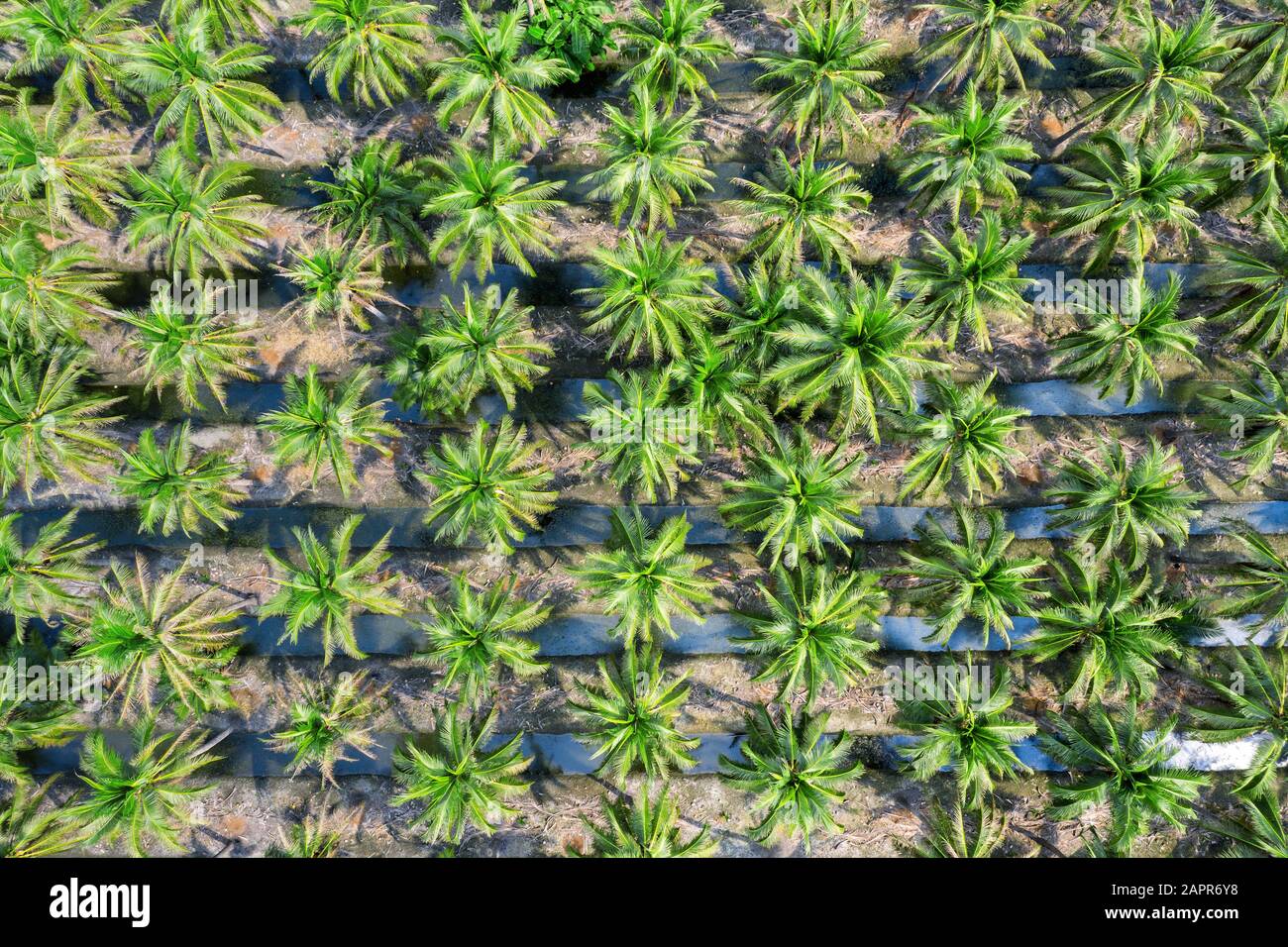 Aerial view of Coconut palm trees plantation Stock Photo - Alamy