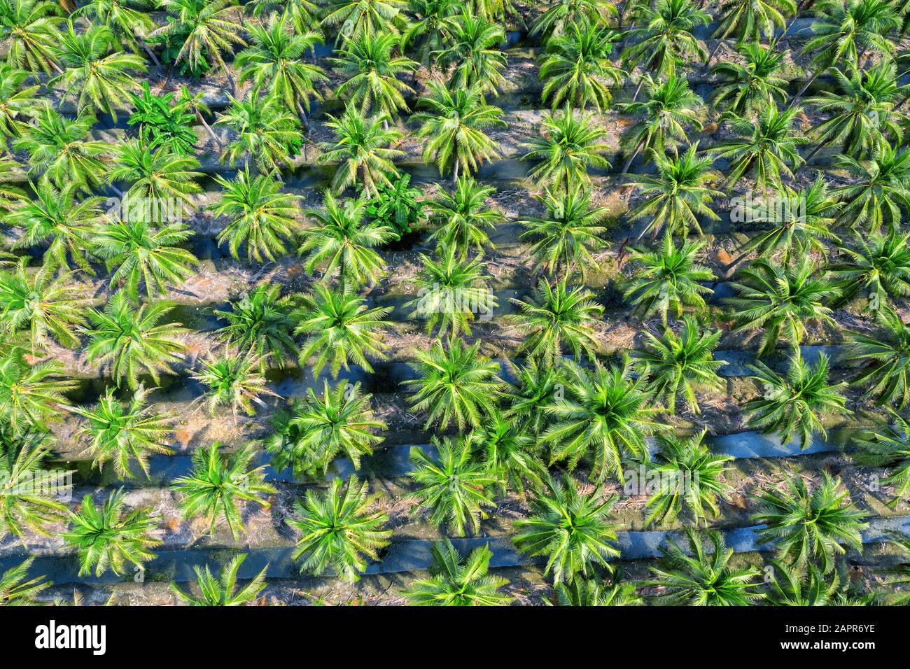 Aerial view of Coconut palm trees plantation Stock Photo - Alamy