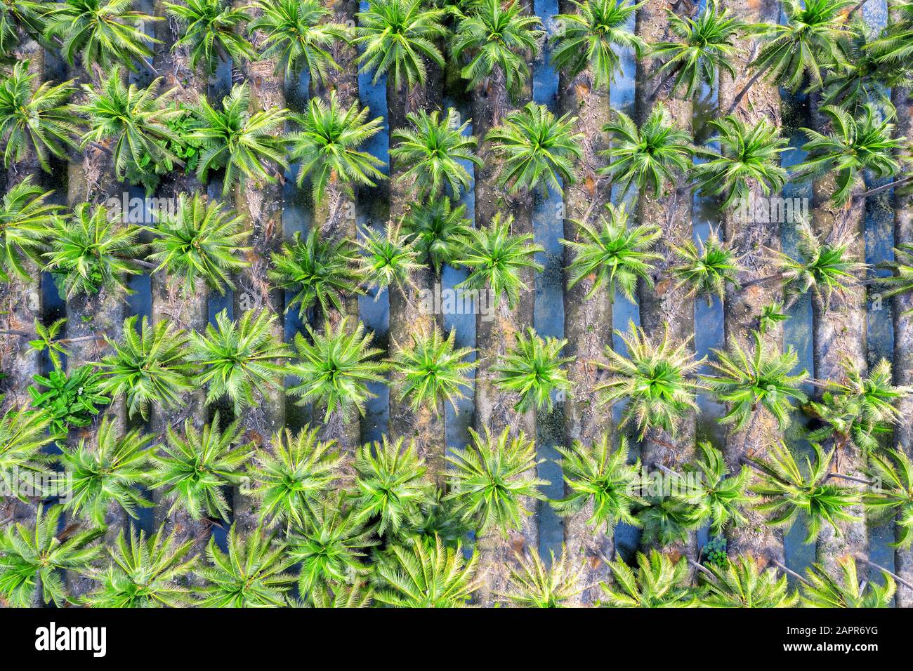Aerial view of Coconut palm trees plantation Stock Photo - Alamy