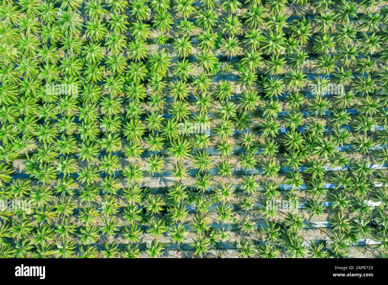 Aerial view of Coconut palm trees plantation Stock Photo - Alamy