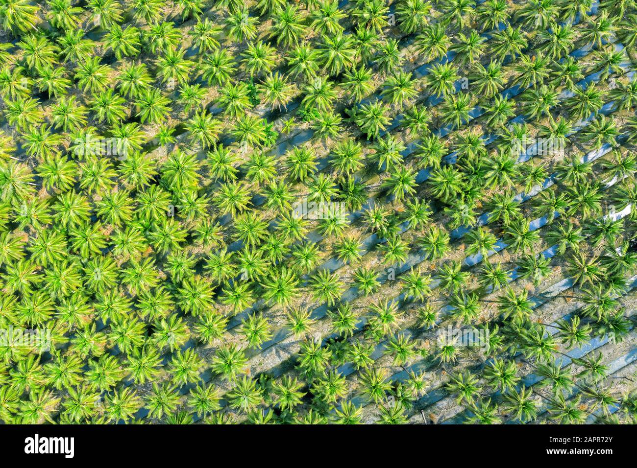 Aerial view island grove green palm trees hi-res stock photography and ...