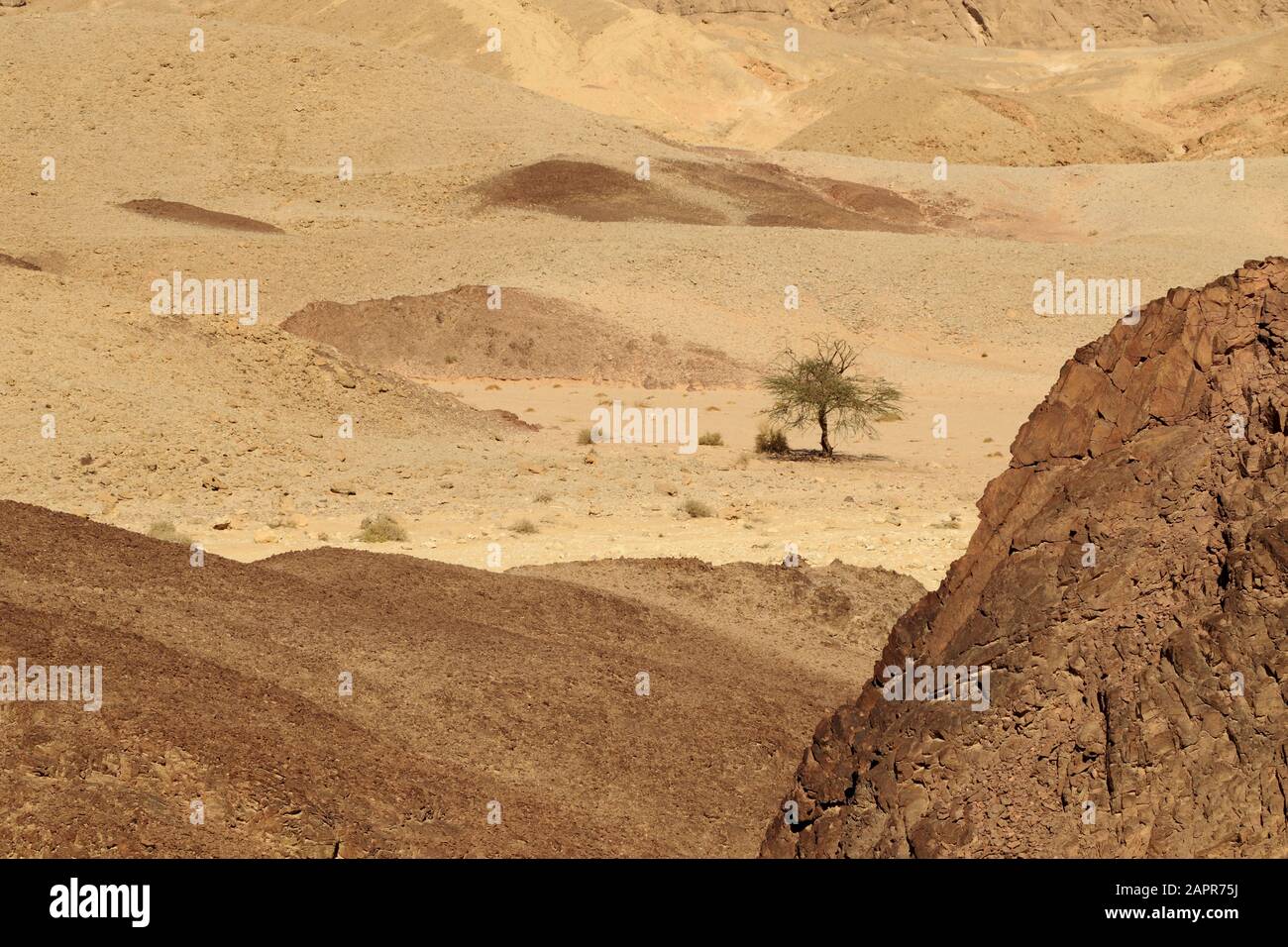 Desert of neguev hi-res stock photography and images - Alamy