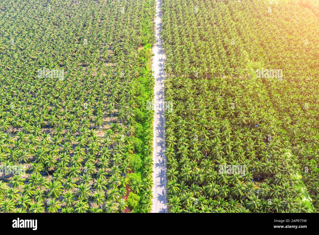 Aerial view of coconut palm trees plantation and the road Stock Photo ...