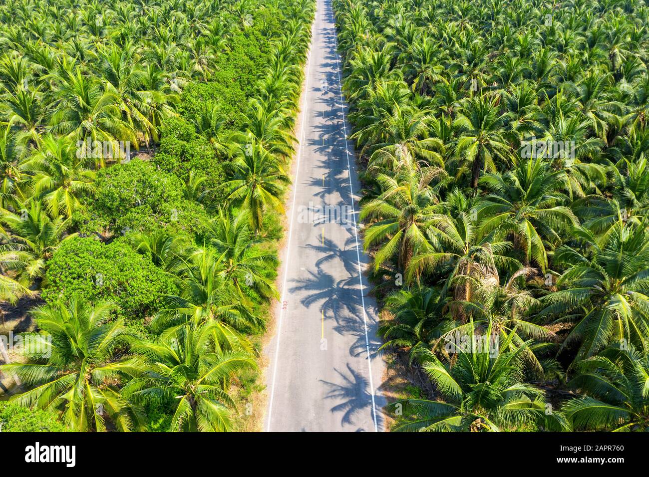 Aerial view of coconut palm trees plantation and the road Stock Photo ...