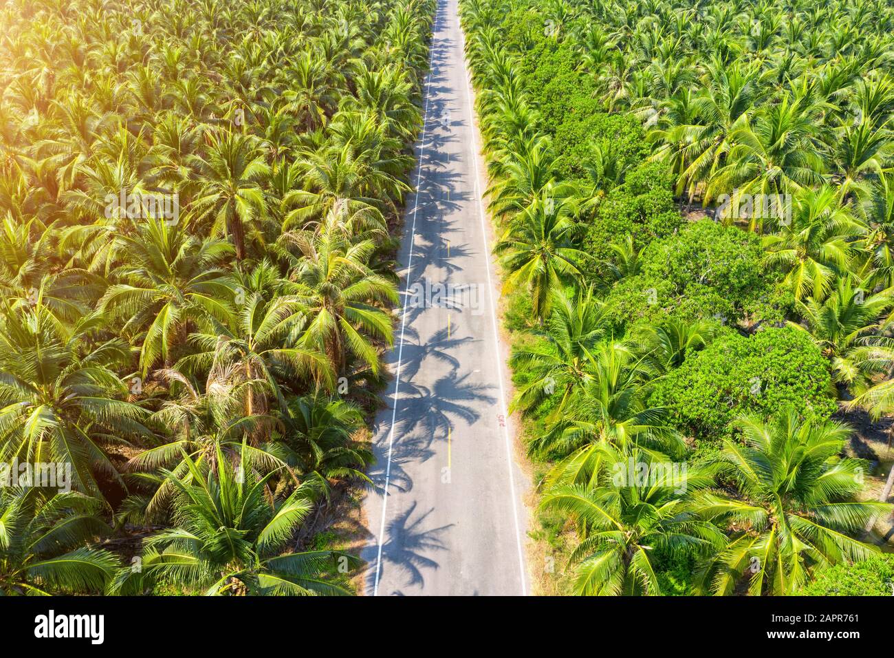 Aerial view of coconut palm trees plantation and the road Stock Photo ...