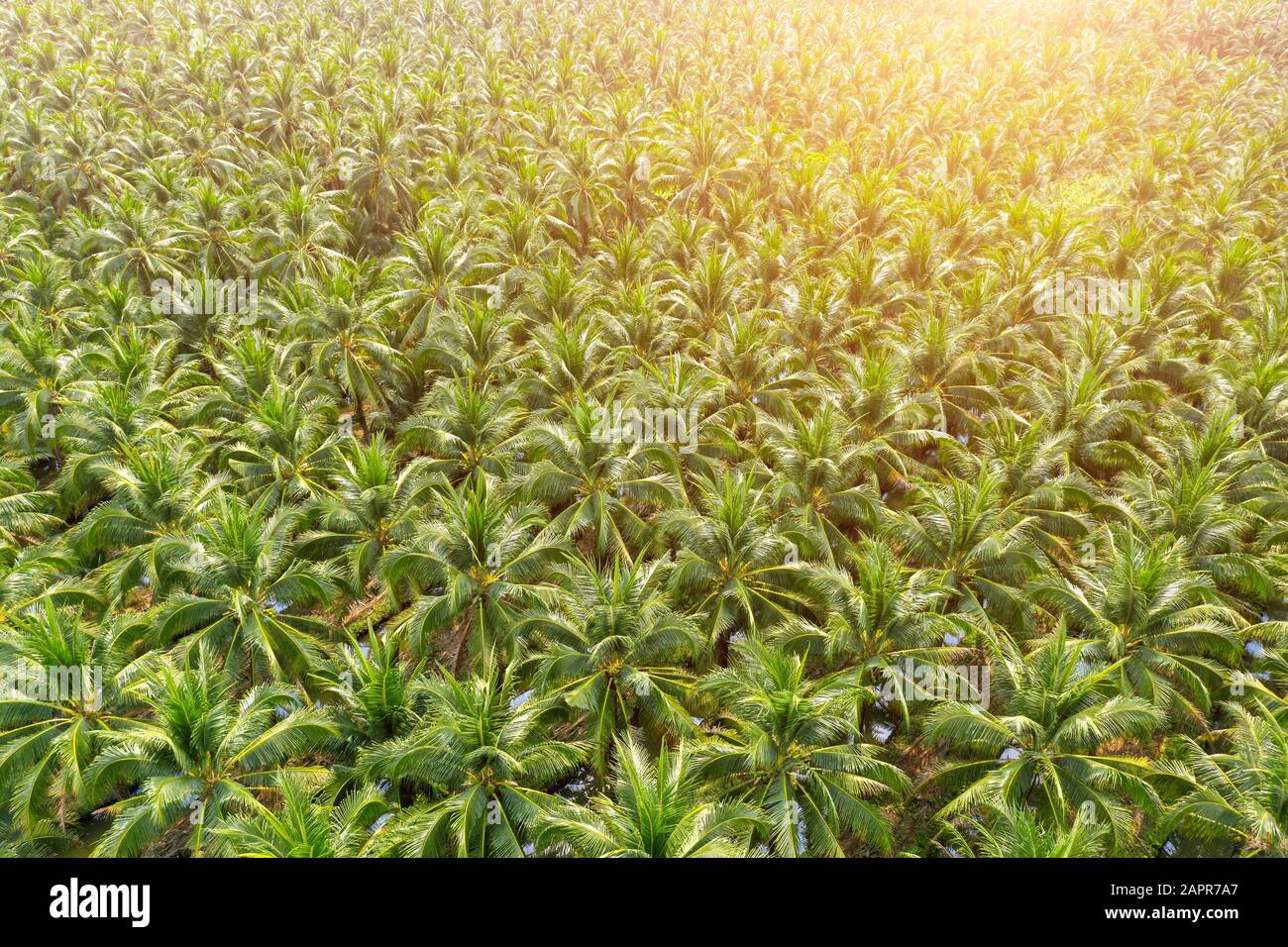 Aerial view of Coconut palm trees plantation Stock Photo - Alamy