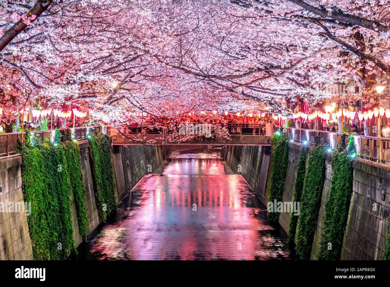 Cherry blossom rows along the Meguro river in Tokyo, Japan Stock Photo - Alamy