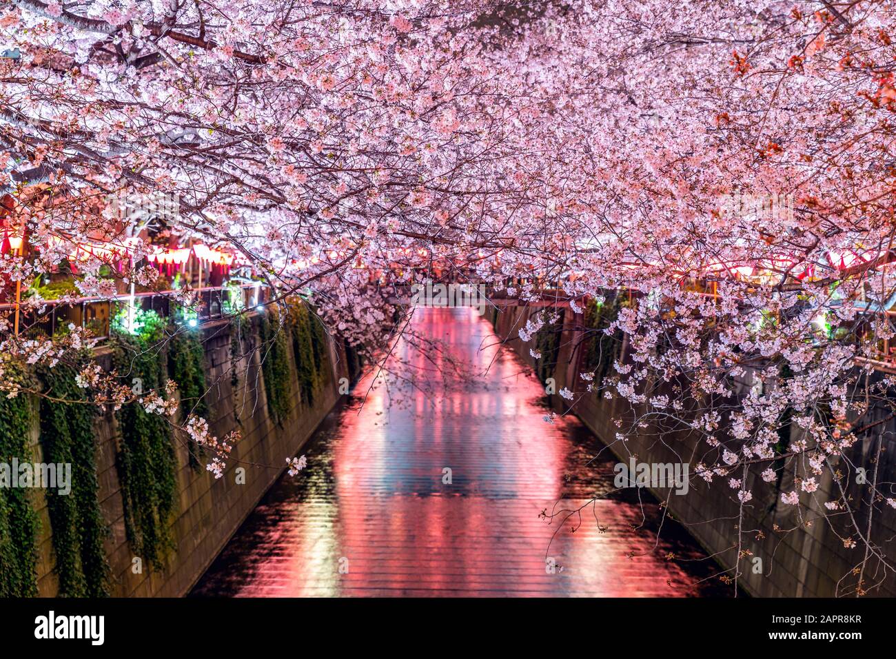 Cherry blossom rows along the Meguro river in Tokyo, Japan Stock Photo - Alamy