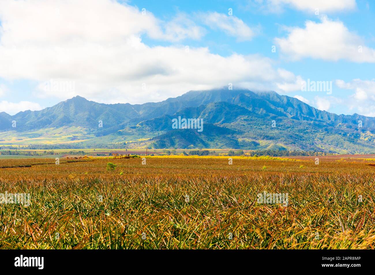 Pineapple field in Hawaii with mountain view Stock Photo - Alamy