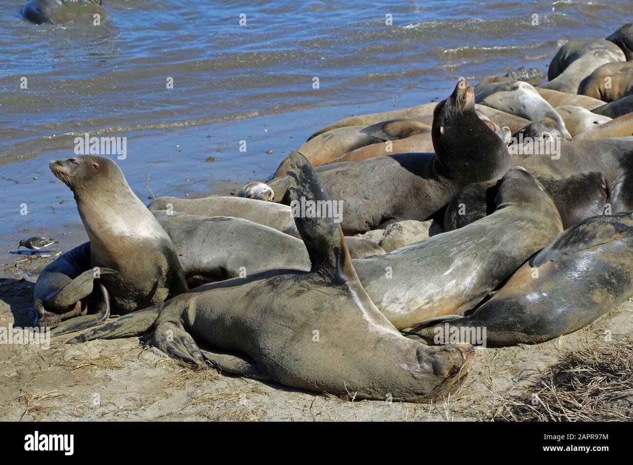 Landing near colony hi-res stock photography and images - Alamy