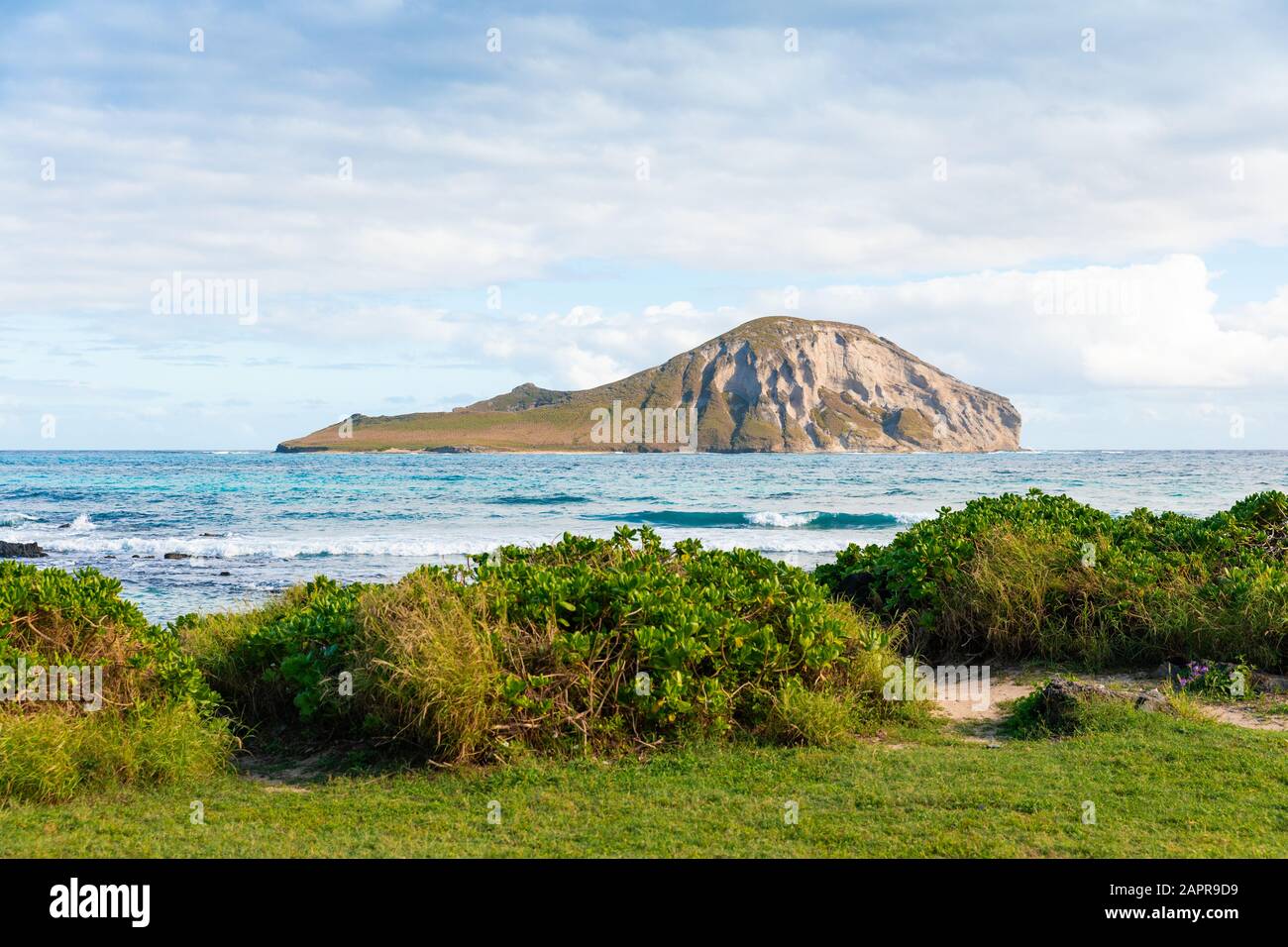 Rabbit and ocean hi-res stock photography and images - Alamy
