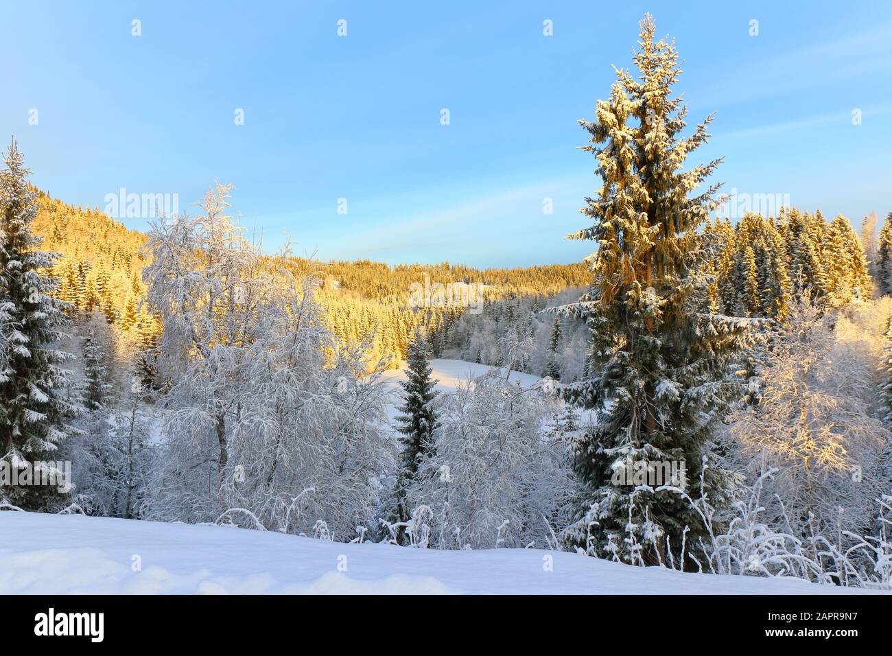 Golden sunlight on snowy hi-res stock photography and images - Alamy
