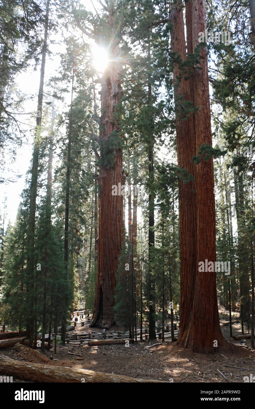 Sequoia National Park sequoia trees Stock Photo - Alamy