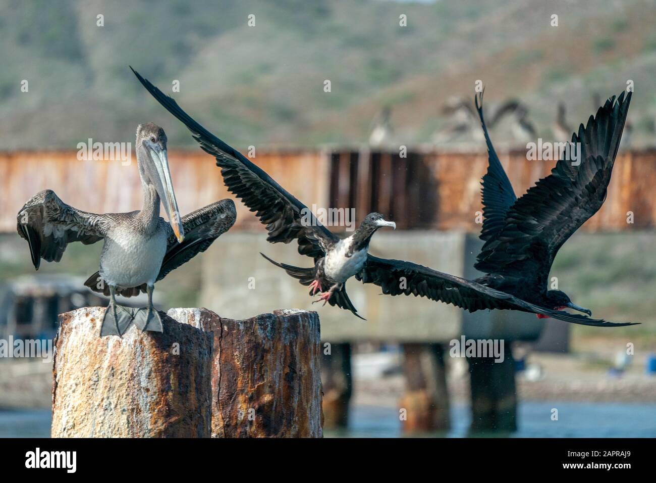 Frigate birds flying fish hi-res stock photography and images - Alamy